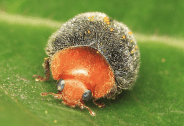 Residential Pest Control in Victoria TX - Bugmobiles