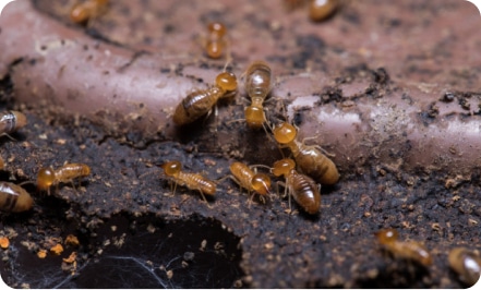 General Pest Control Services | Bugmobiles | Victoria Texas