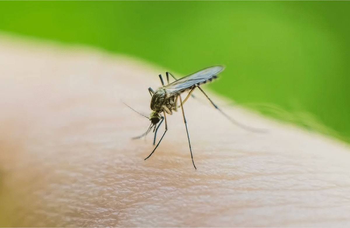 Controlling Mosquitoes Best Practices for Your Home and Yard