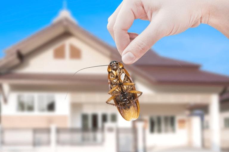 Top 5 Signs of a Cockroach Infestation | BugMobiles
